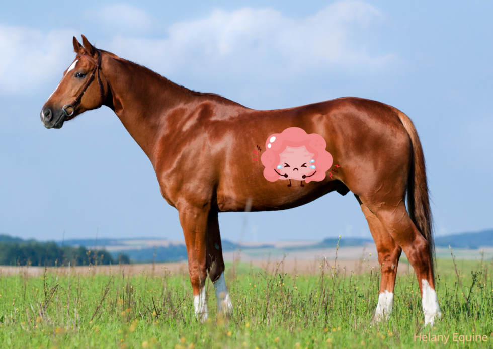 Leaky Gut Syndrome - Helany Equine